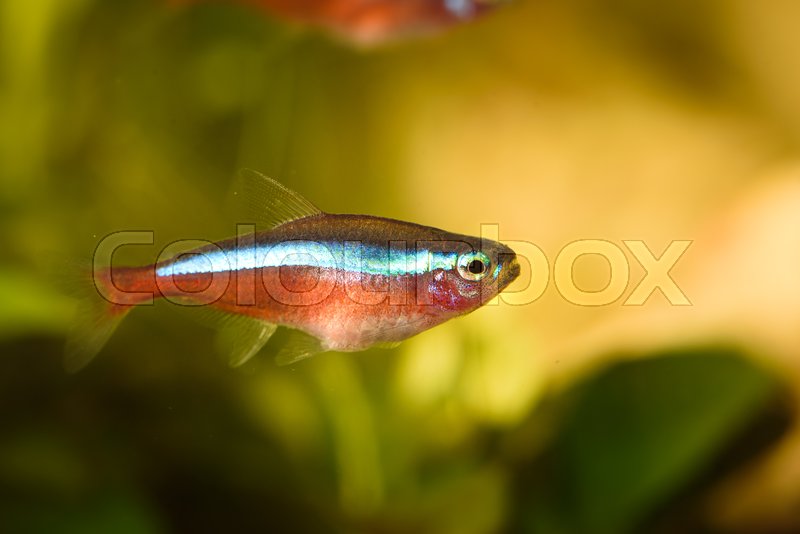 Neon Cardinal Tetra in Aquarium. Hobby ... | Stock image | Colourbox