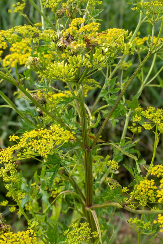 Wild parsnip very toxic | Stock image | Colourbox