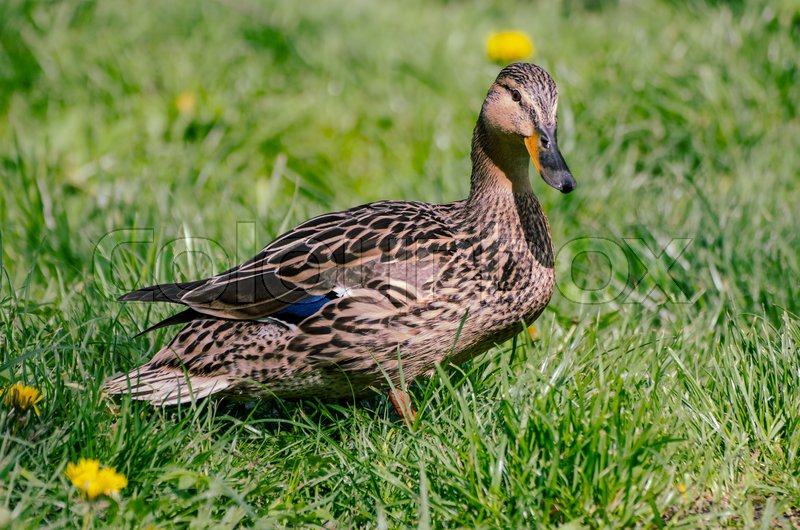 Single Mallard brown duck in the green ... | Stock image | Colourbox