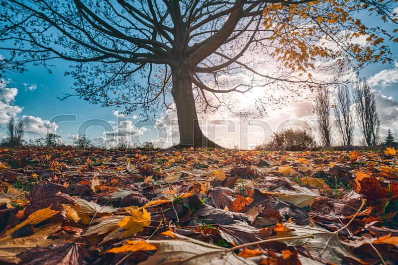Close up of autumn leaves with tree and ... | Stock Bild | Colourbox