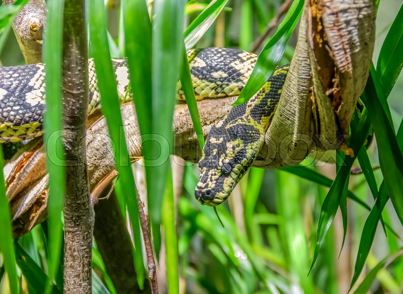 Jungle carpet python in natural ... | Stock image | Colourbox