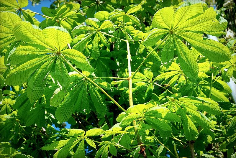 Kastanja Træ | Stock foto | Colourbox