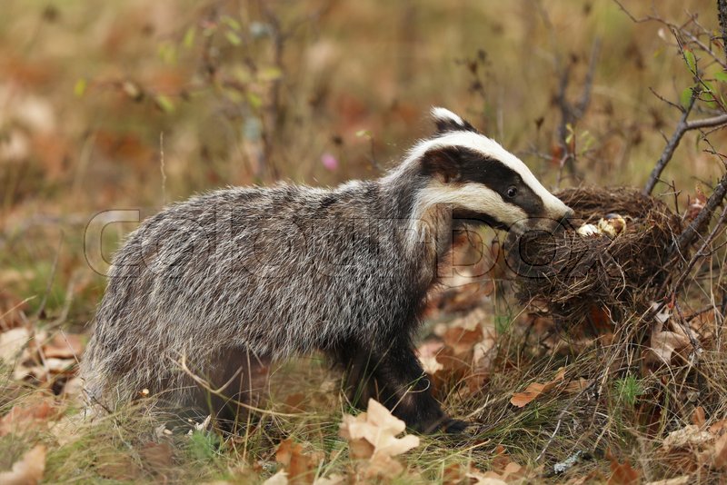 Badger Eating