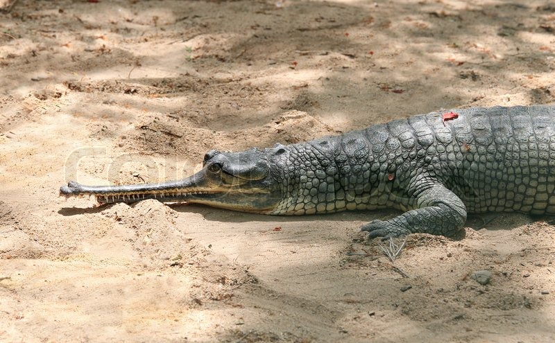 Resting Indian crocodile gharial closeup photo | Stock Photo | Colourbox