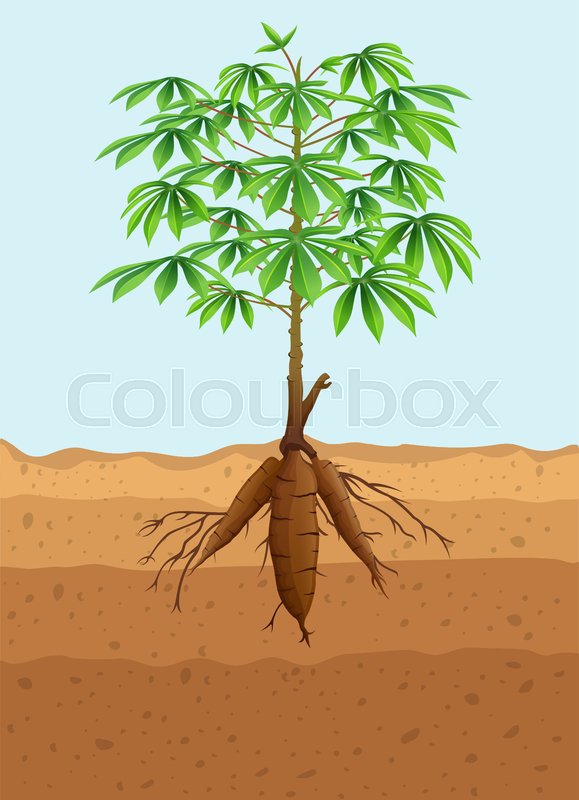 Vector illustration of Cassava tree ... | Stock vector | Colourbox