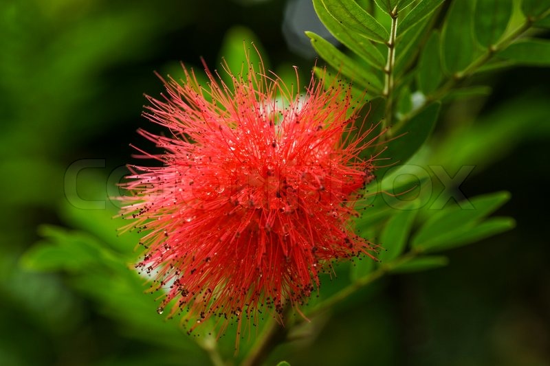 Powder Puff Flower | Stock Photo | Colourbox