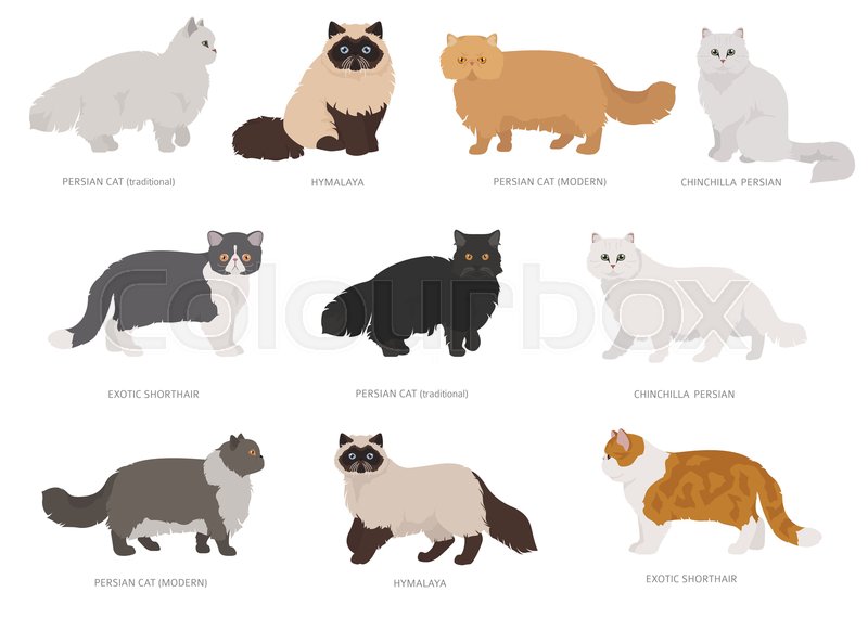 Types Of Cats Chart