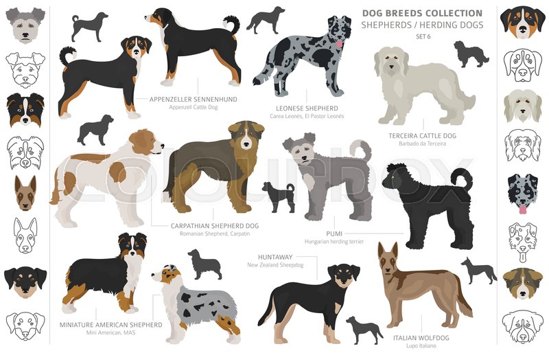 American Farm Dog Breeds | ubicaciondepersonas.cdmx.gob.mx