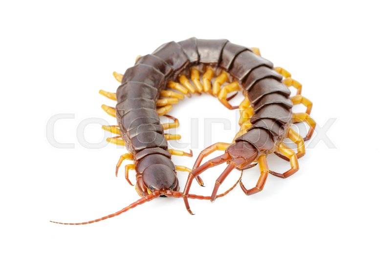 Chilopoda