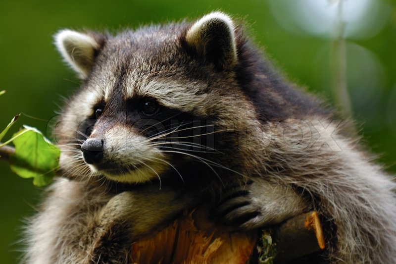 Sad raccoon | Stock image | Colourbox