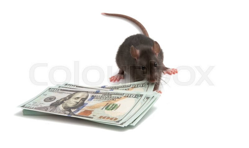 Rat with dollars isolated on white ... | Stock image | Colourbox