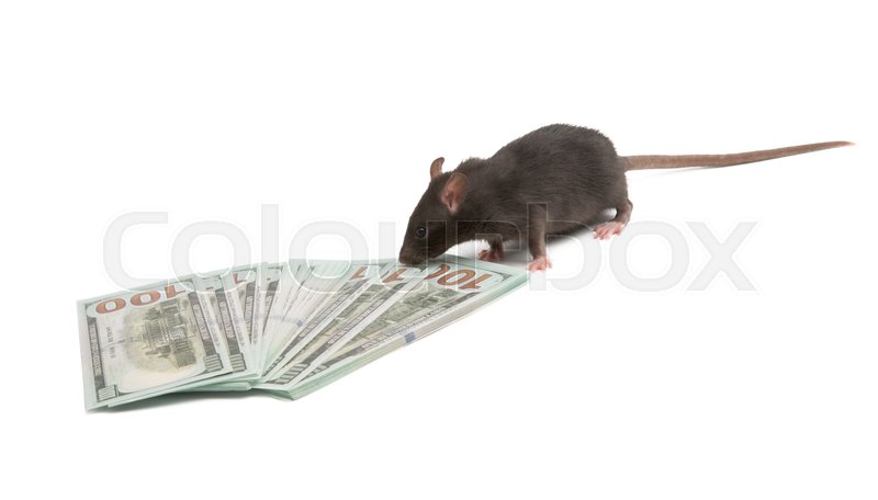 Rat with dollars isolated on white ... | Stock image | Colourbox