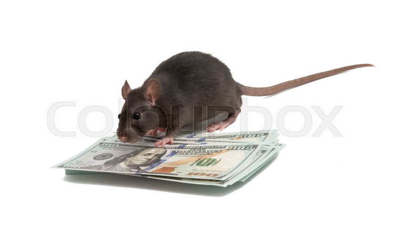 Rat with dollars isolated on white ... | Stock image | Colourbox