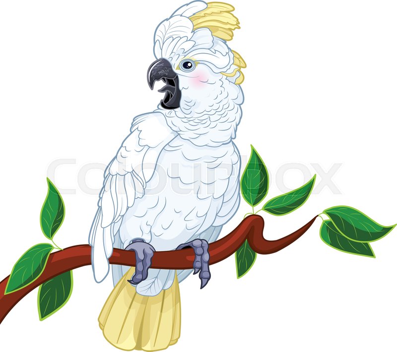 Illustration of talking cockatoo | Stock vector | Colourbox