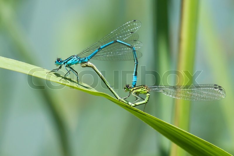Dragonfly in love | Stock image | Colourbox
