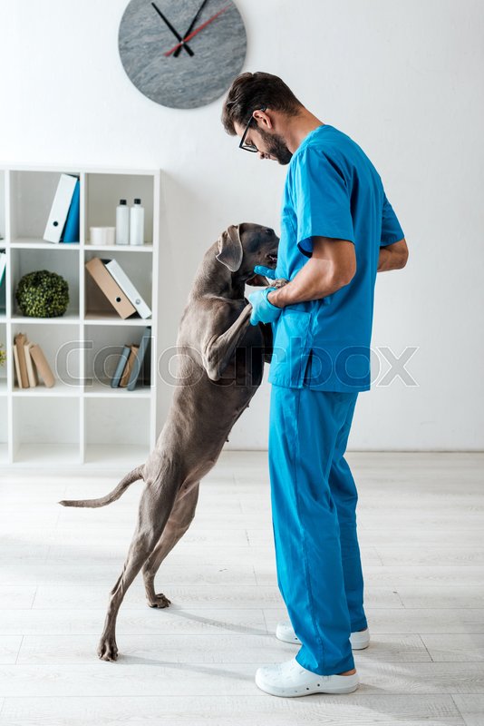 Young veterinarian supporting cute ... | Stock image | Colourbox