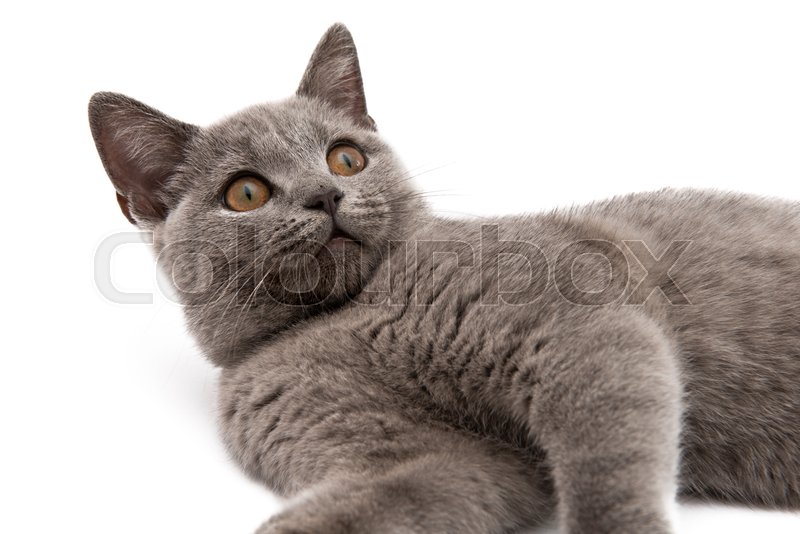 Gray cat isolated on white background | Stock image | Colourbox