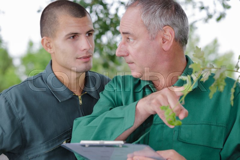 Two gardeners talking about plants | Stock image | Colourbox