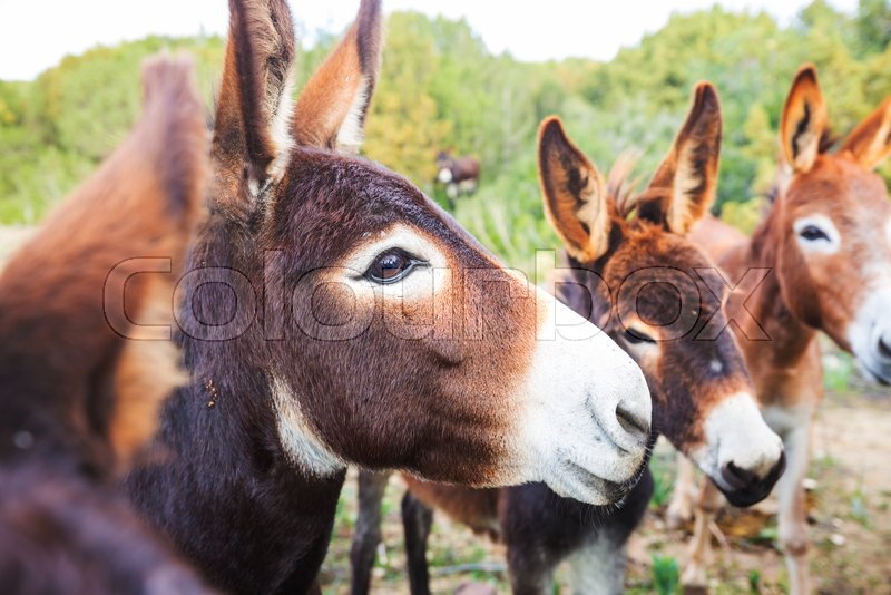 Wild donkey in Northern Cyprus | Stock image | Colourbox