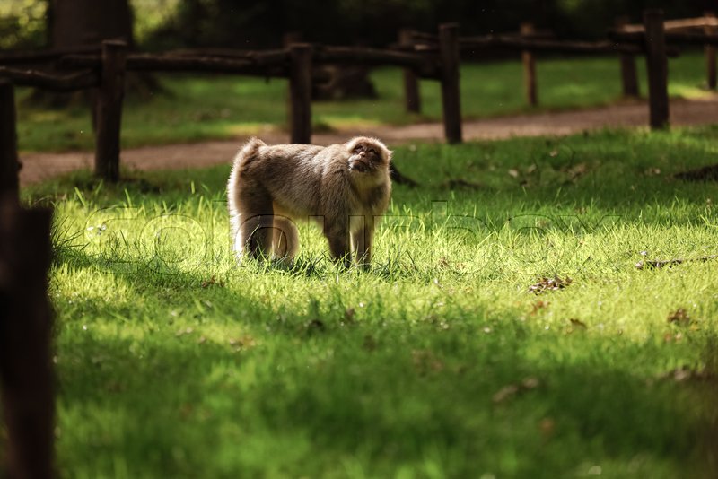 Monkey walking in the green park. copy ... | Stock image | Colourbox