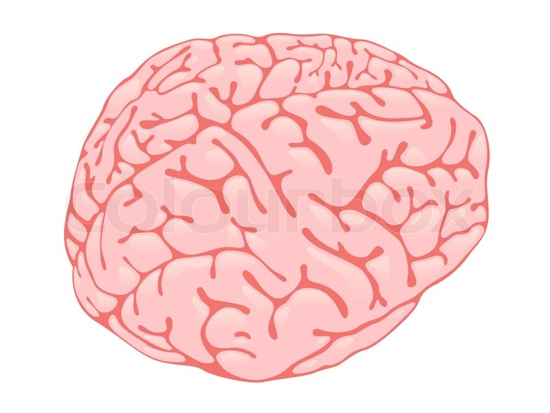 Volumetric pink brain form in ... | Stock vector | Colourbox