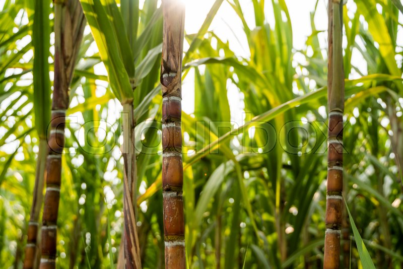 Sugarcane Stem