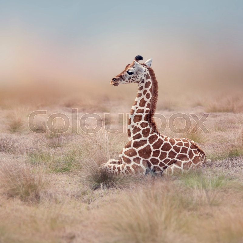 Young Giraffe resting in the grassland | Stock image | Colourbox