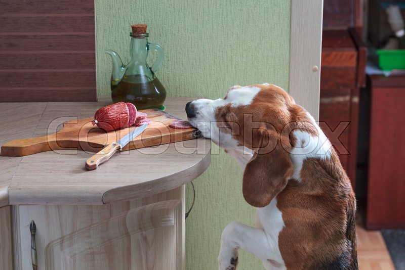Beagle in kitchen. Hungry dog steals ... | Stock image | Colourbox