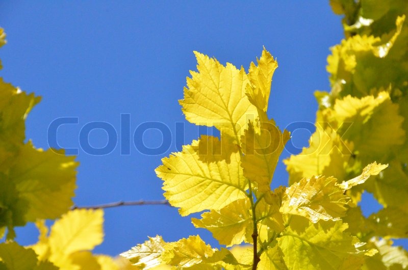 Gule bøgeblade og grene på blå ... | Stock foto | Colourbox