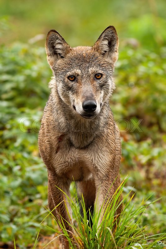 Beautiful Brown Wolf