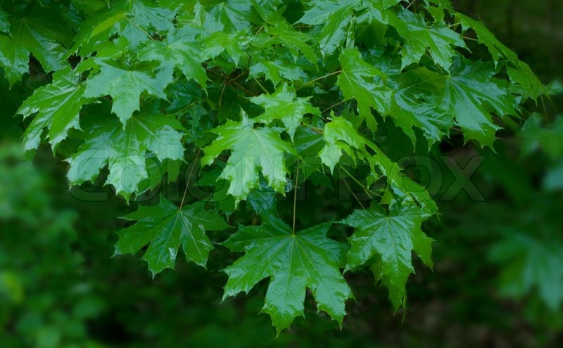 Shiny green leaves of a maple | Stock Photo | Colourbox