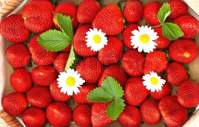 Fresh strawberries with daisy flowers ... | Stock image | Colourbox