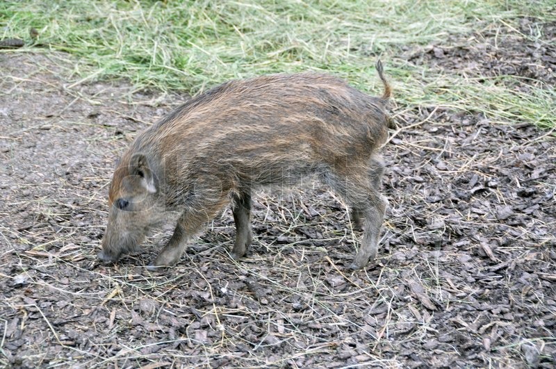 Wild boar piglet | Stock image | Colourbox