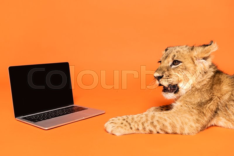 Cute lion cub lying near laptop with ... | Stock image | Colourbox