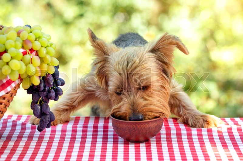 Little dog eats on a picnic table. Dog ... | Stock image | Colourbox