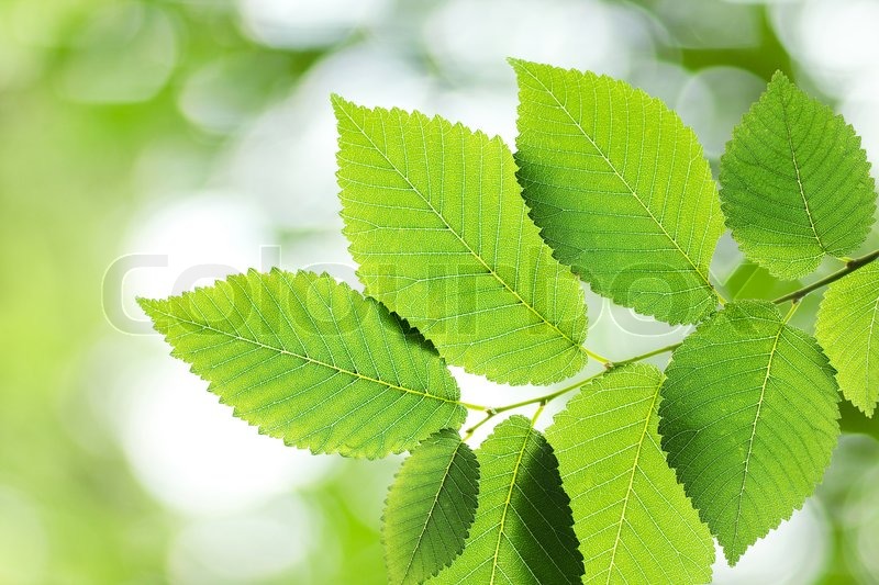 Beautiful green elm leaves | Stock image | Colourbox