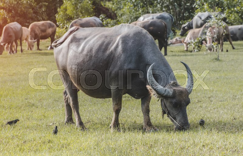 Asian water buffalo on the grassland ... | Stock image | Colourbox
