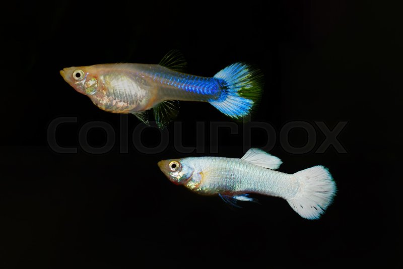 Guppy, Poecilia reticulata White Snow ... | Stock image | Colourbox