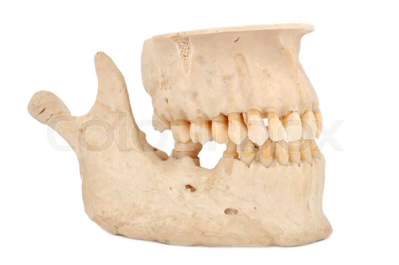 Human jaw | Stock image | Colourbox