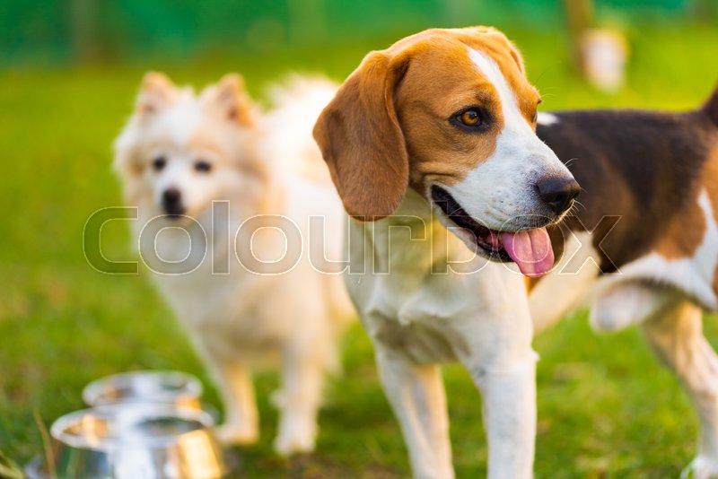 Beagle Mixed With Pomeranian