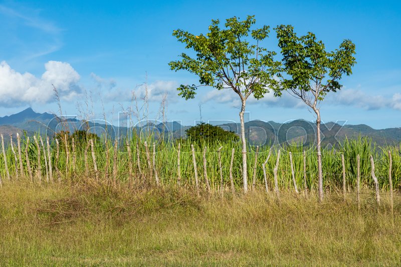 Sugar cane plantation in Cuba | Stock image | Colourbox
