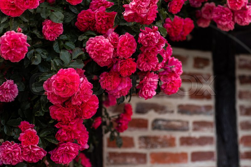 Blooming bush of pink roses on a brick ... | Stock image | Colourbox