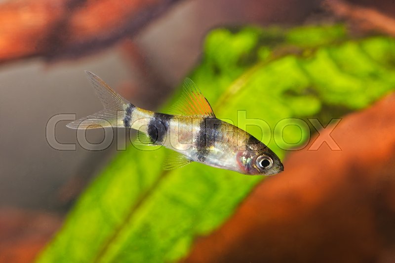 Cyprinid
