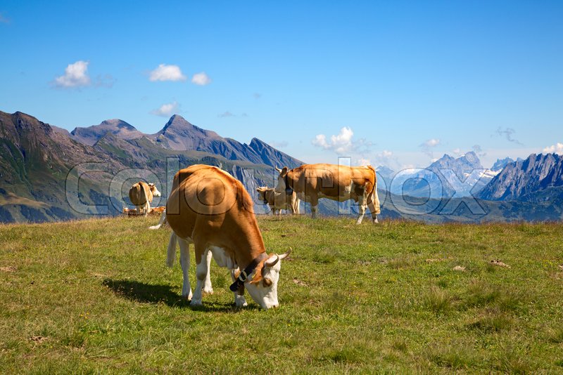Swiss cow in the alps | Stock image | Colourbox