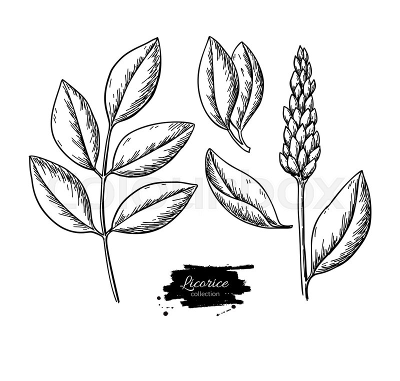 Licorice plant vector drawing set. ... | Stock vector | Colourbox