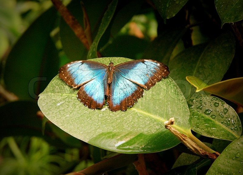 The Menelaus Blue Morpho butterfly | Stock image | Colourbox