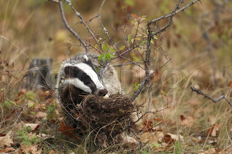 Badger Eating