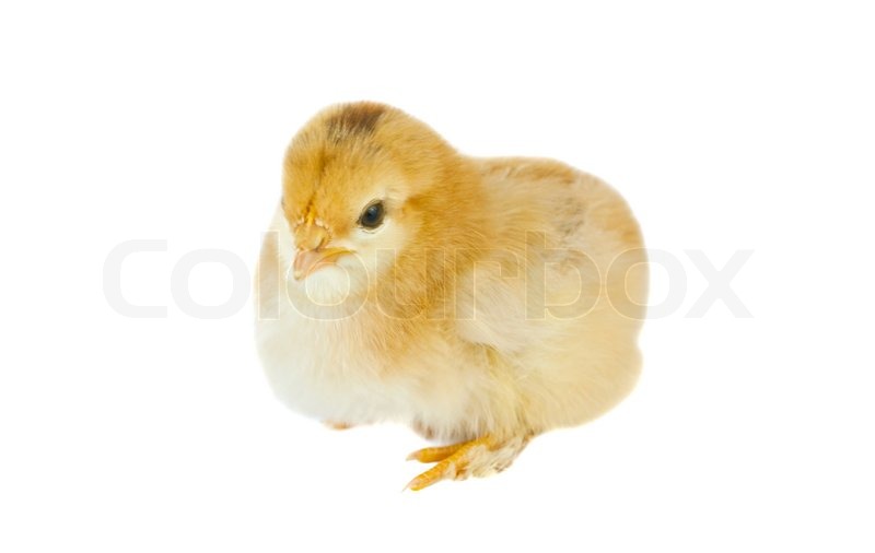 Chicken isolated | Stock image | Colourbox