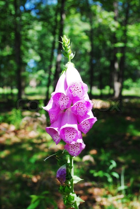 Pink bell flowers | Stock image | Colourbox