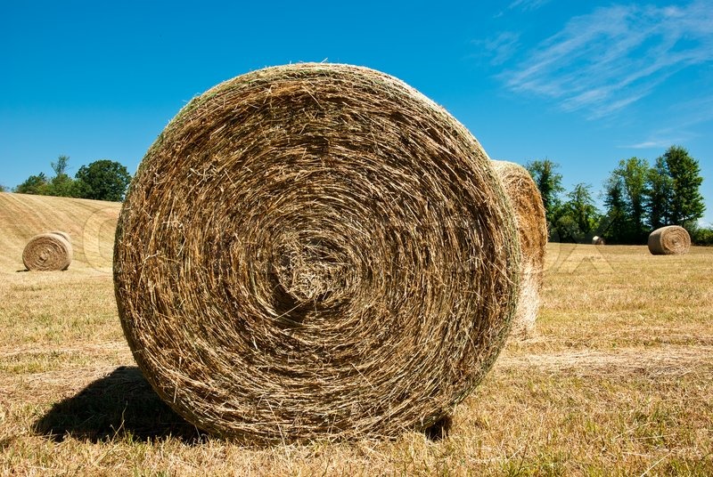 Hay Stacks In Autumn Field | Stock image | Colourbox